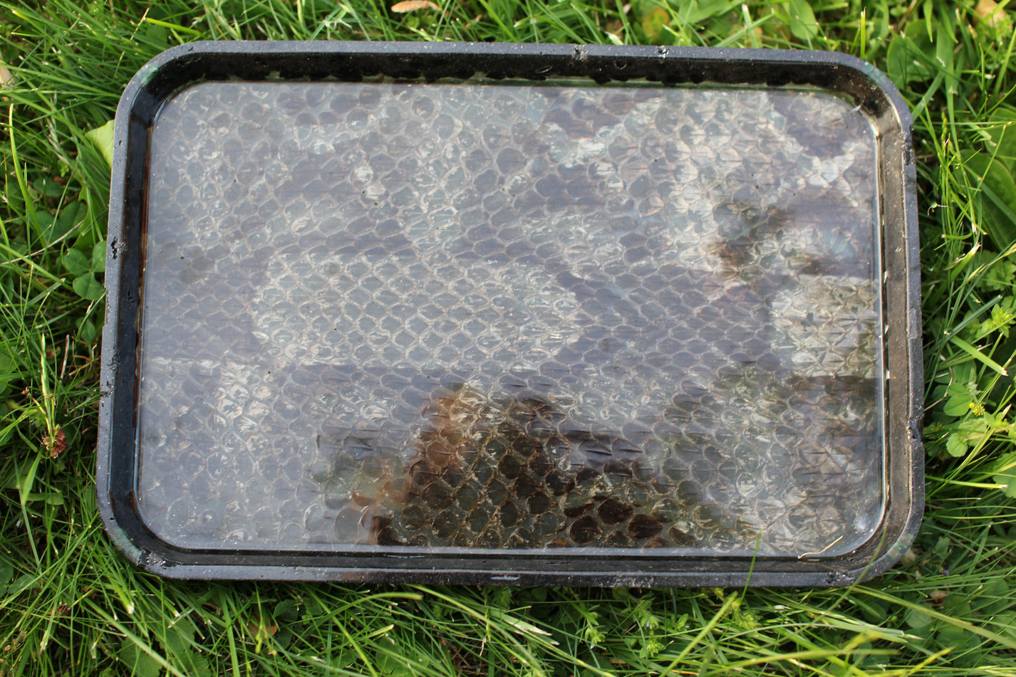 Gaboon Viper Spell Tray – Blue Lion Spellworks