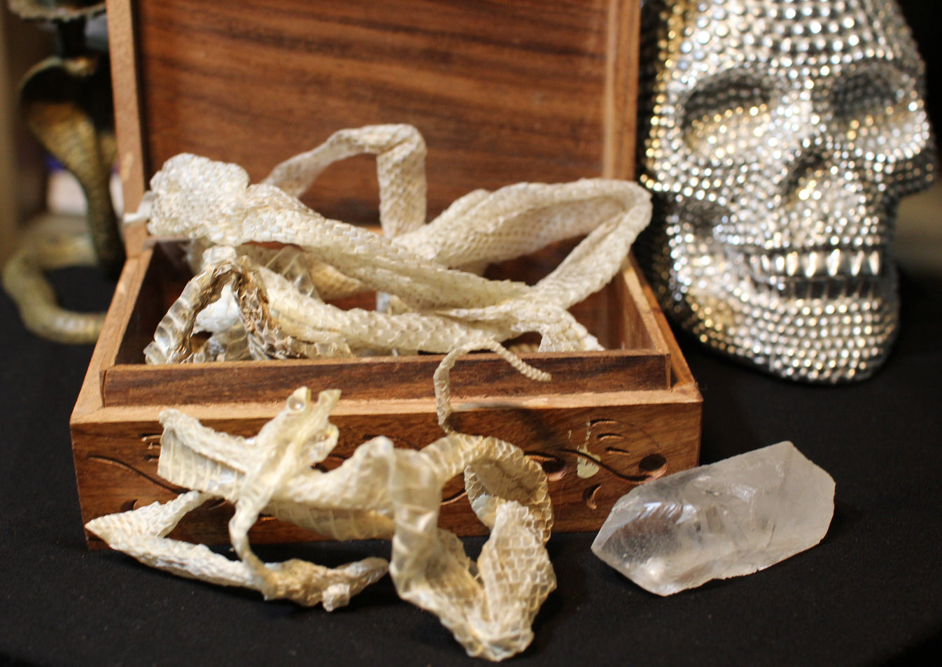 Venomous Snake Sheds (Whole) – Blue Lion Spellworks